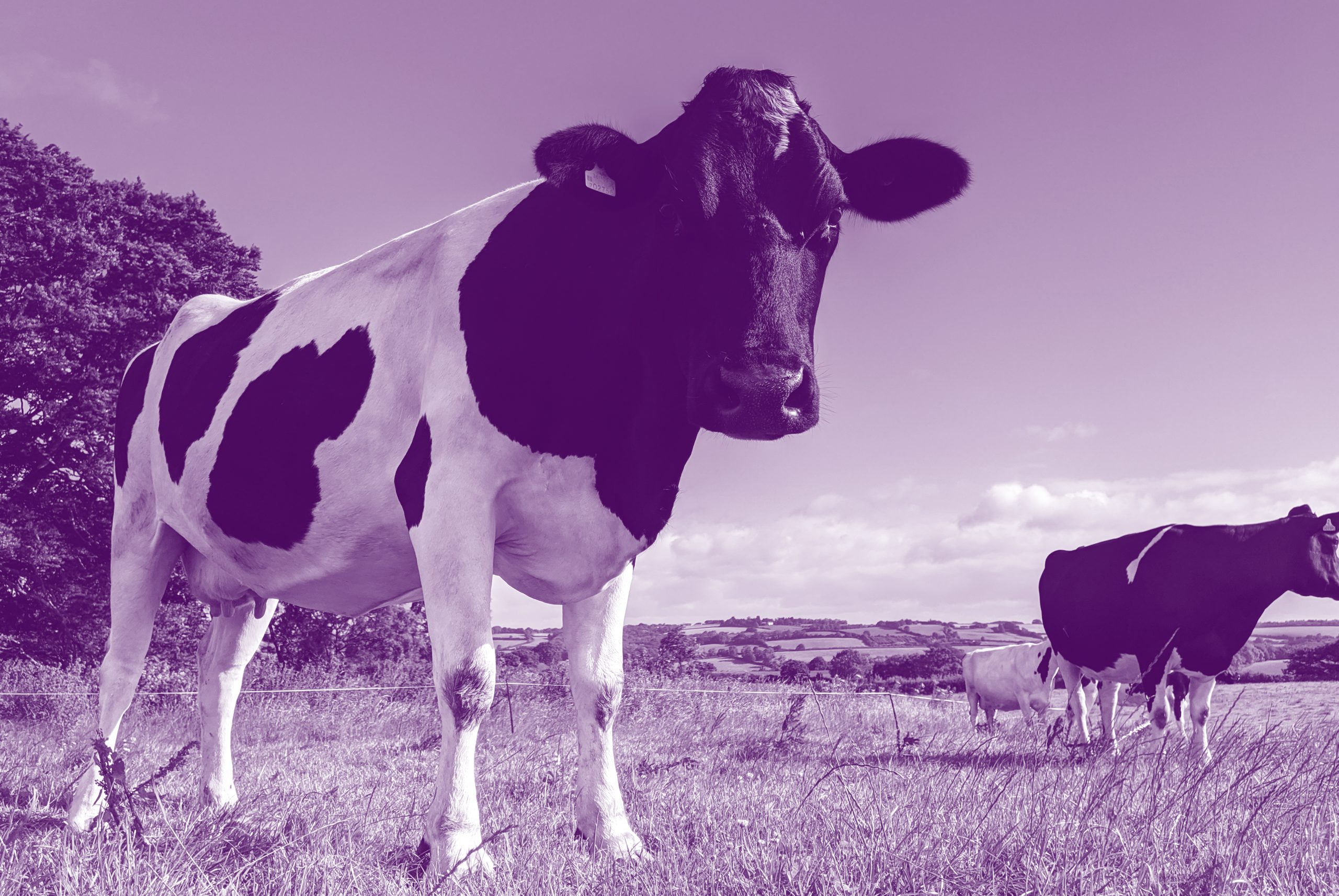 EnduraBol | Trace elements key to supporting dry cow transition | EnduraBol